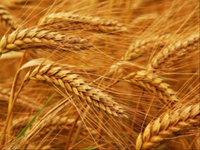 Wat sê die landbou-ekonoom Kobus Laubscher? | OFM