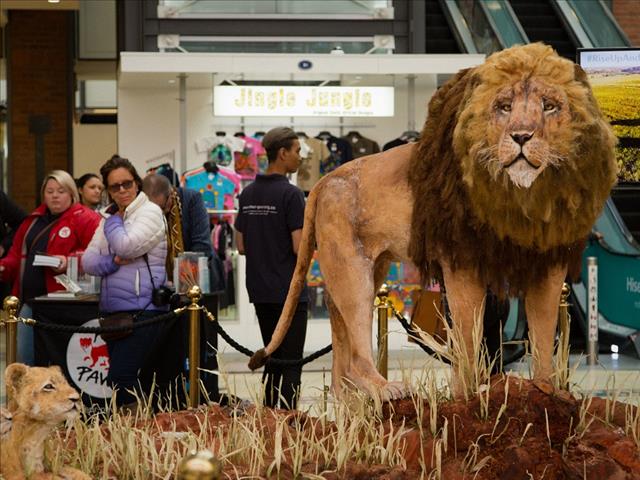 'O, koek,' it's a lion! | OFM