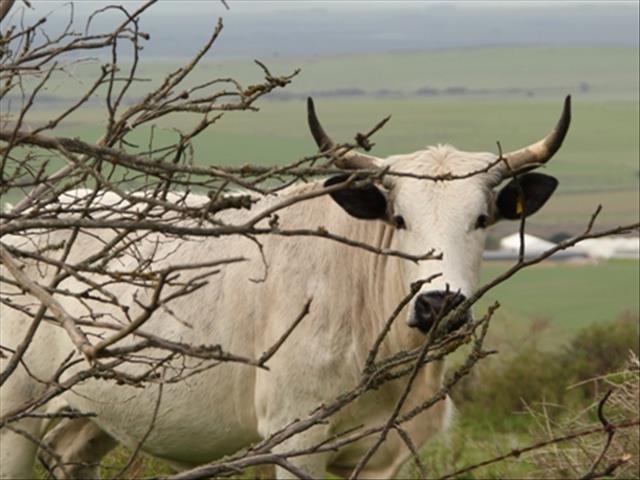 NDBV help met verminkte beeste | OFM