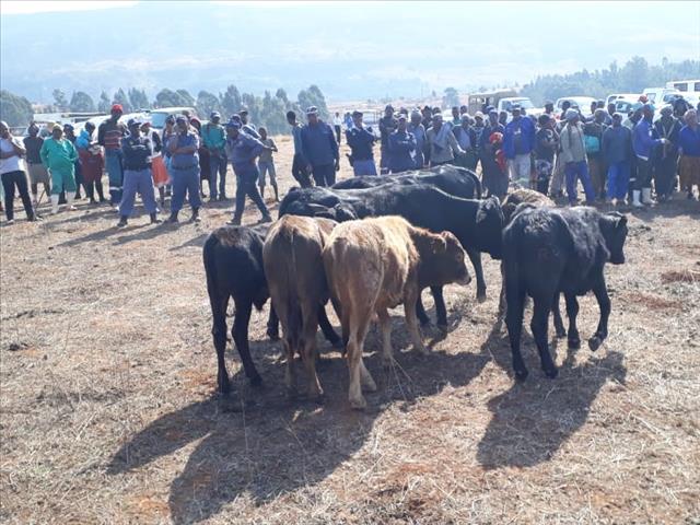 Hefty Sentences For Livestock Thieves In Mpumalanga Court Ofm