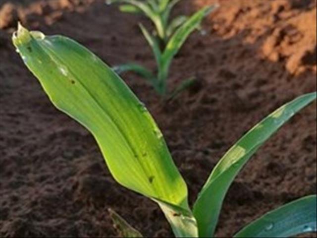 Bultfontein boere plant sonneblom, plantvenster vir mielies gesluit | OFM