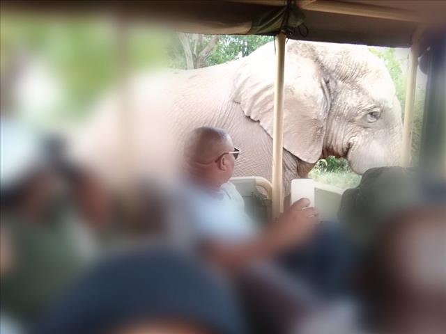 Ranger saves journalists from raging elephant | OFM