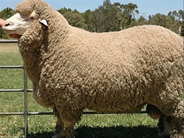 Vloeibare stikstof vir seldsame operasies | OFM