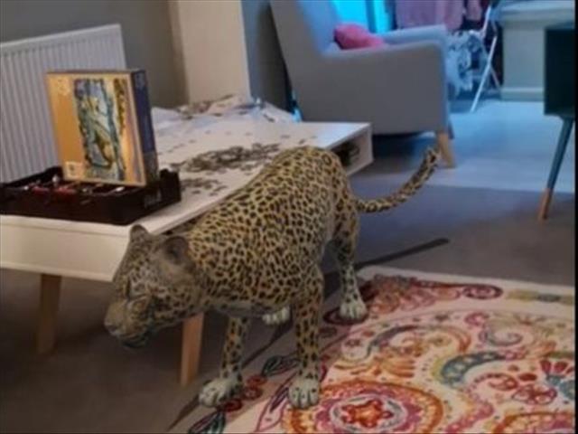 Google's AR animals entertain Android users | OFM