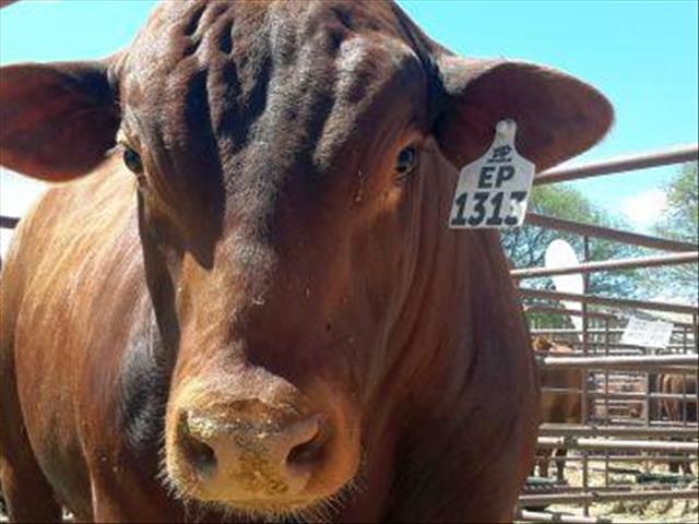 Peter Miltion praat oor afronding in voerkrale | OFM