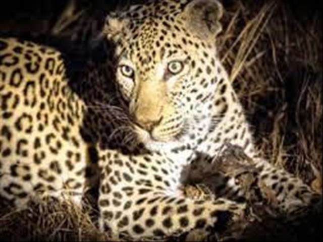 Leopard fatally mauls staffer's child at Kruger National Park | OFM