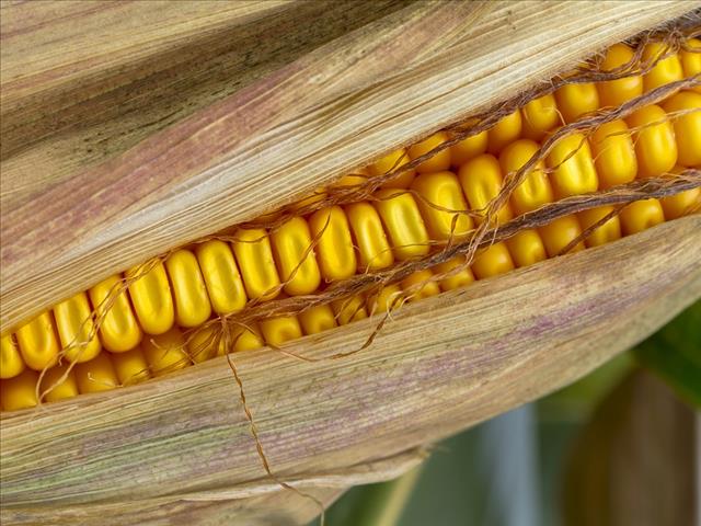 Suid-Afrika gaan meer geelmielies moet invoer | OFM