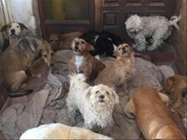 108 dogs rescued from FS 'house of horrors' | OFM