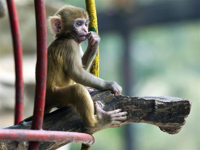 Weird Wide Web - Monkeys giving each other CPR | OFM