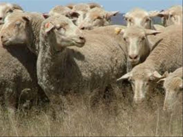 Konsortium-merino: Droogte dwing produsente om aan te pas | OFM