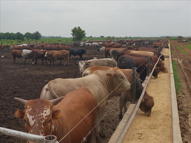 Veebedryfkenner: Voerkrale ook onder druk weens bek-en-klouseer | OFM