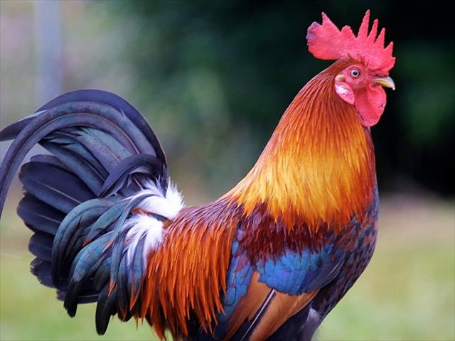 How to calm your rooster, you will never believe this! | OFM