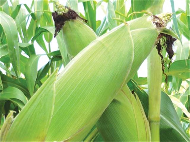 Senwes Grainlink: Hier is jou jongste Safex-pryse | OFM
