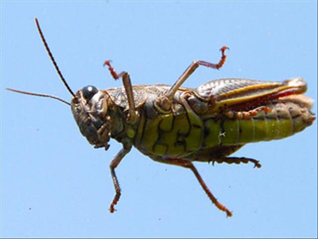 Landbounuus-podcast: Springkaanplaag op NK-plaas onder beheer | OFM