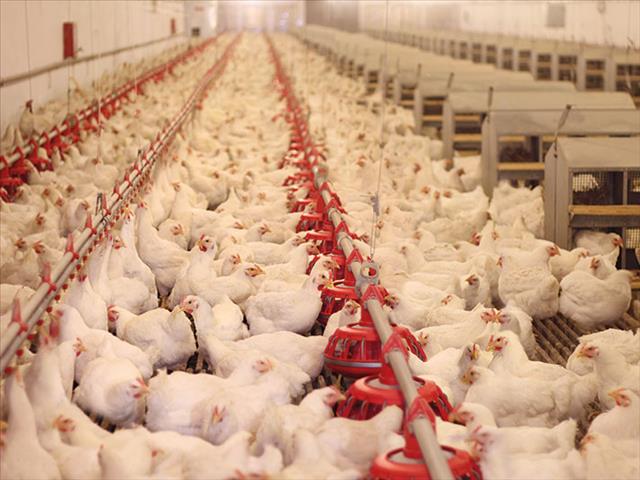 Landbounuus-podcast: Pluimveevereniging veroordeel dat hoenders, eiers ...