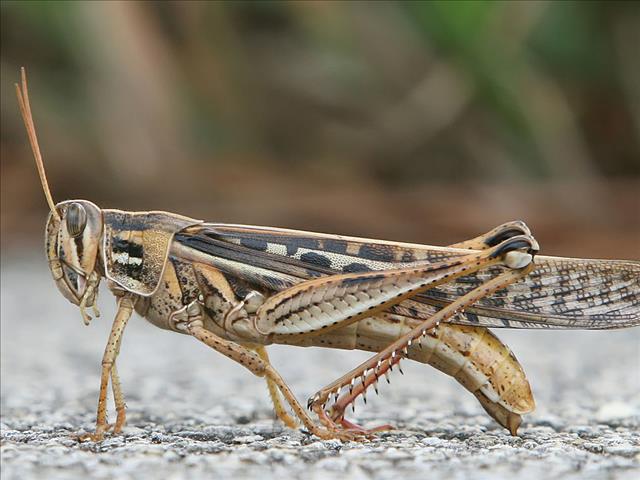 Wees op uitkyk vir sprinkane, vra Agri Noord-Kaap | OFM