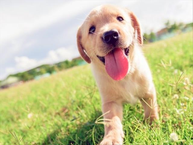 Weird Wide Web - Puppy school | OFM