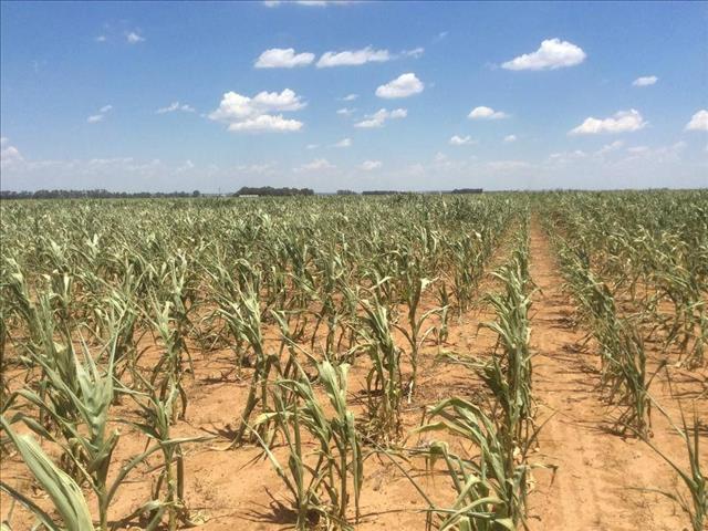 Landbounuus-podcast: Graan SA ondersteun ontwikkelende SA boere | OFM