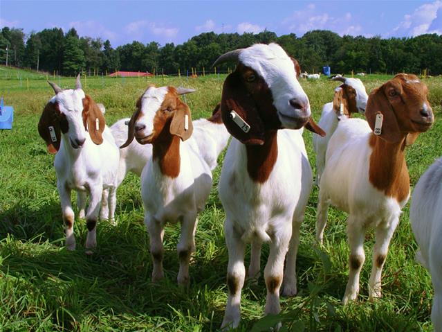 Landbounuus-podcast: Faffa Malan bespreek parasiete by Nampo Virtueel | OFM