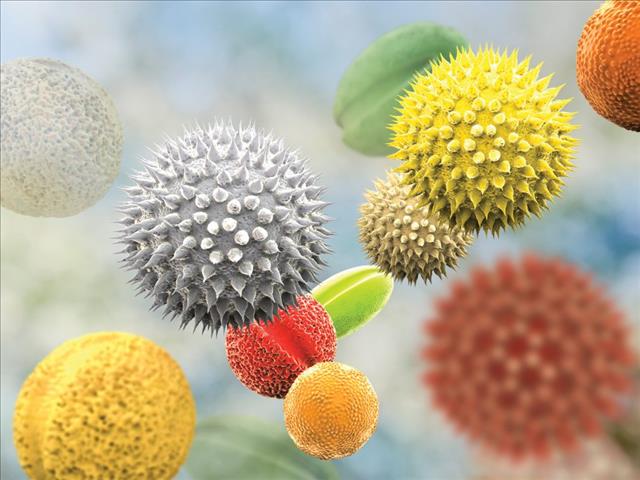 Your Pollen Report for 4 - 10 September 2020 | OFM