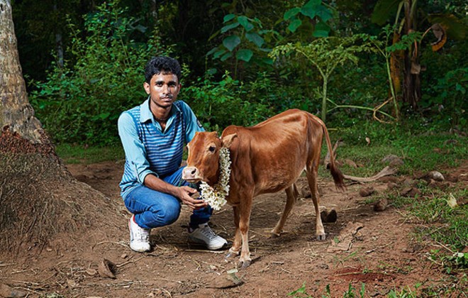 (Did You Know Fact!) Vechur Cattle | OFM