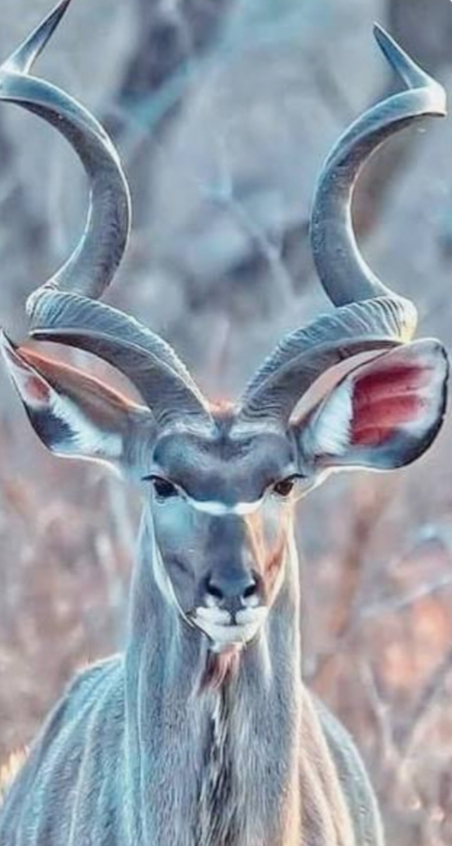 Permit conditions confirmed for translocation of antelope in Northern ...